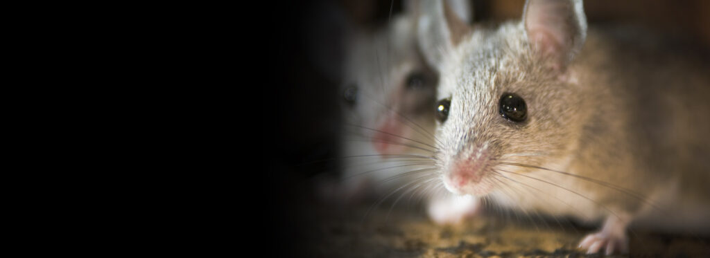 Home - NW Zoological Supply